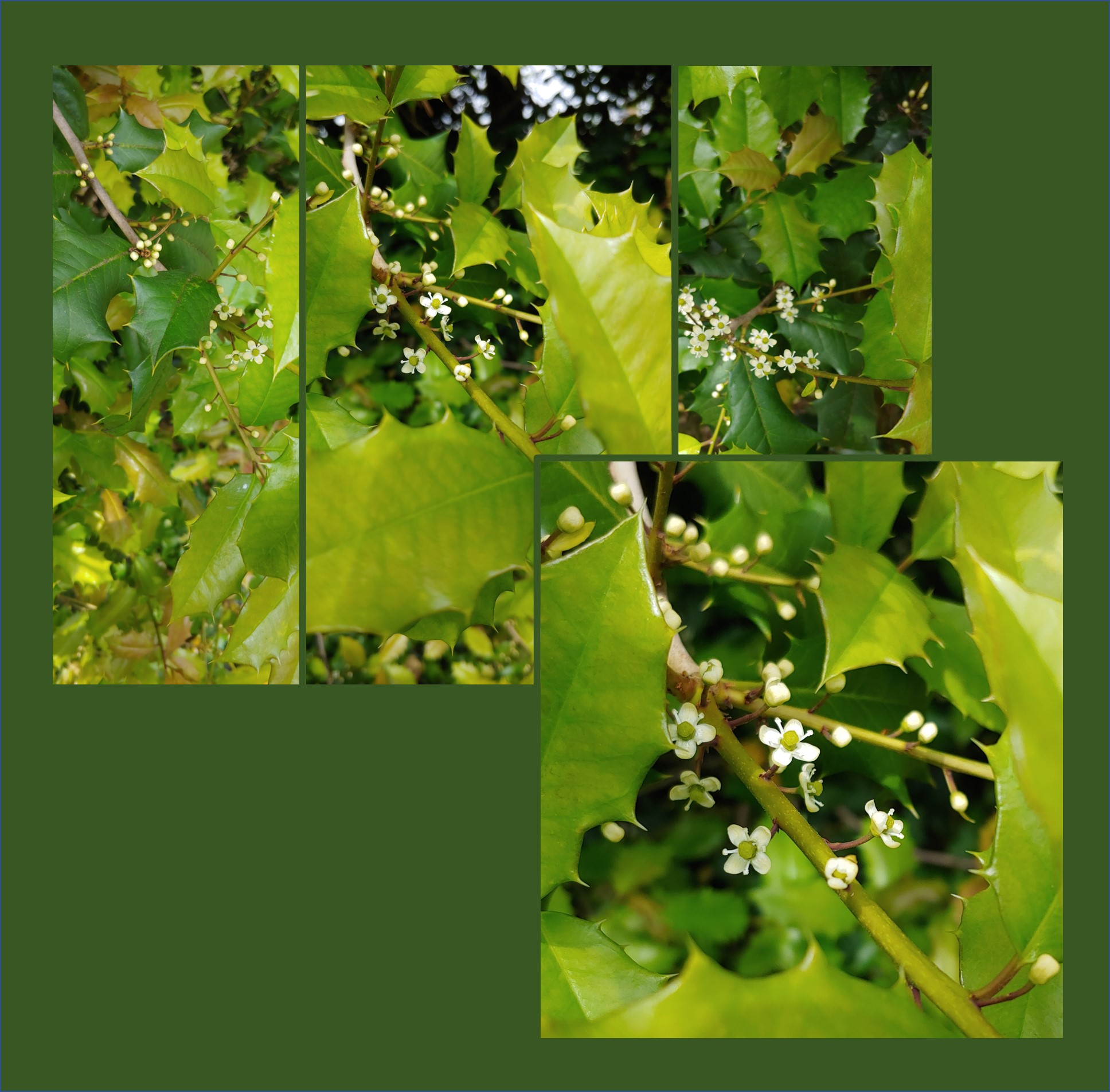 HOLLY FLOWERS – Stone Fig